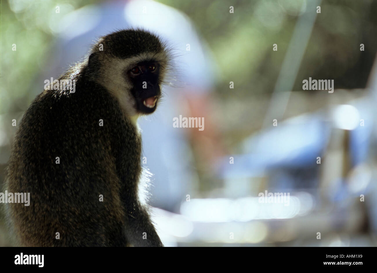 Monkey stealing food hi-res stock photography and images - Alamy
