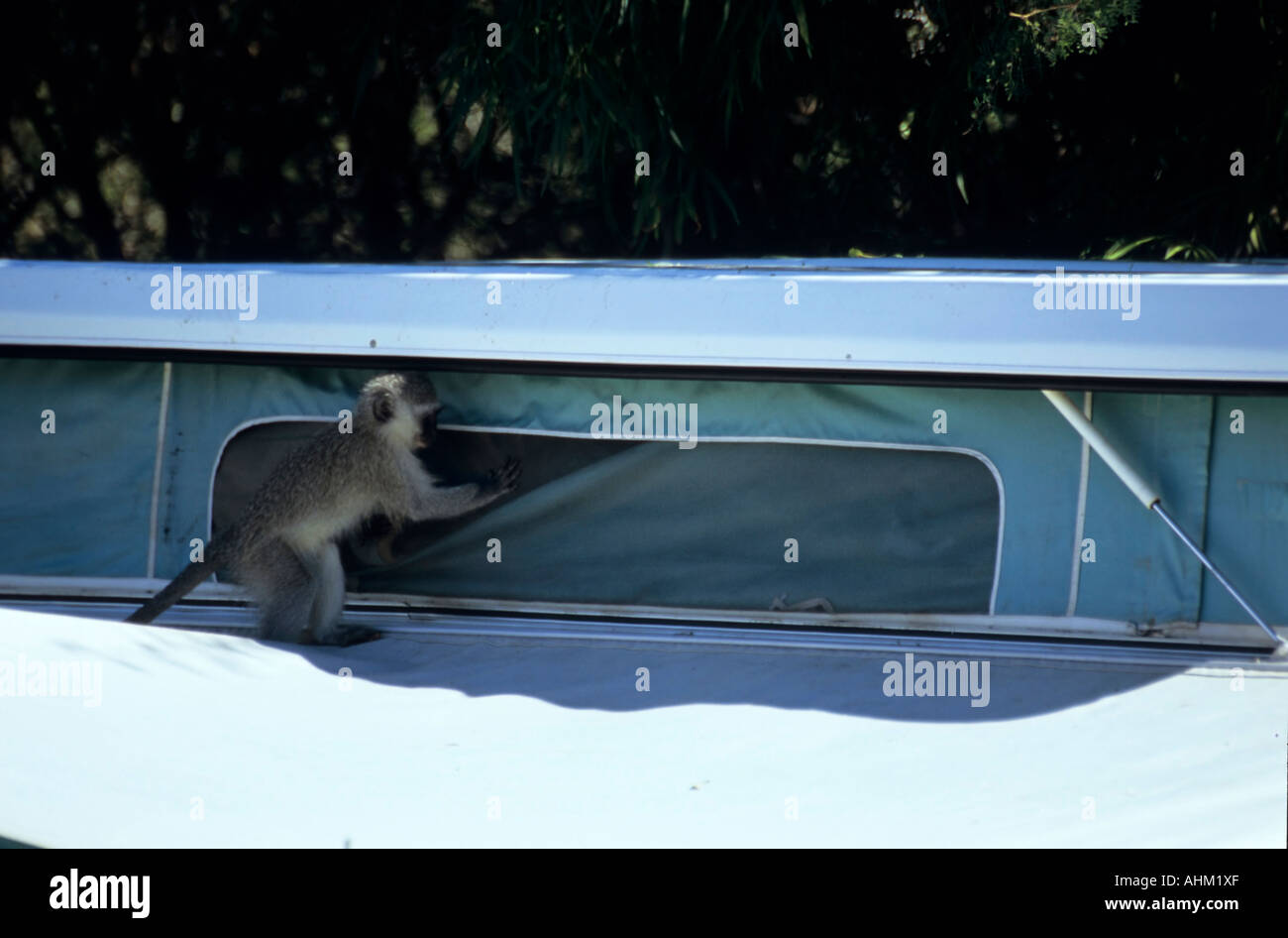 Monkey raiding hi-res stock photography and images - Alamy