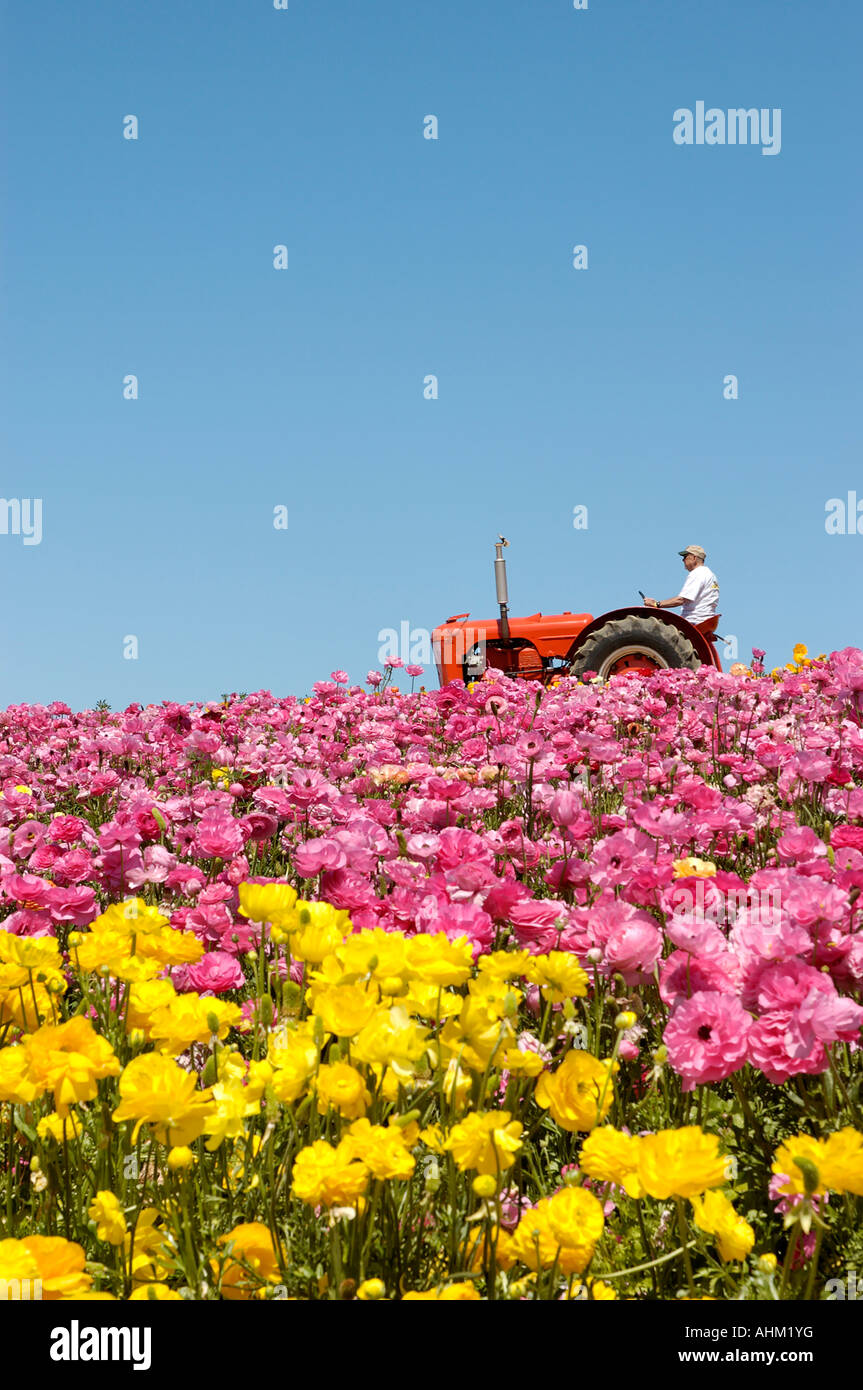 Tractor in field of flowers at The Flower Fields Carlsbad California ...