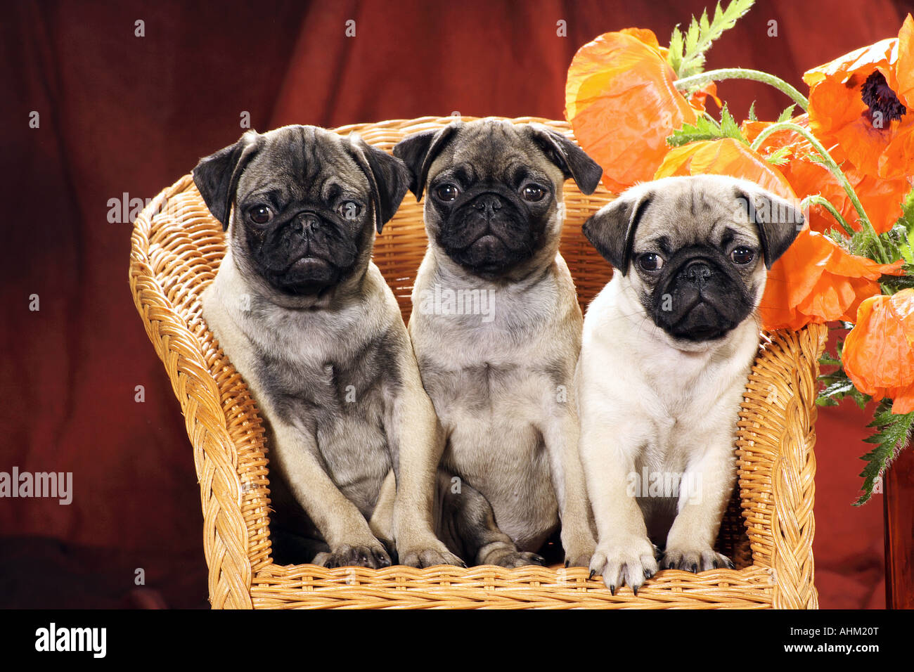 three pug puppies on chair Stock Photo - Alamy