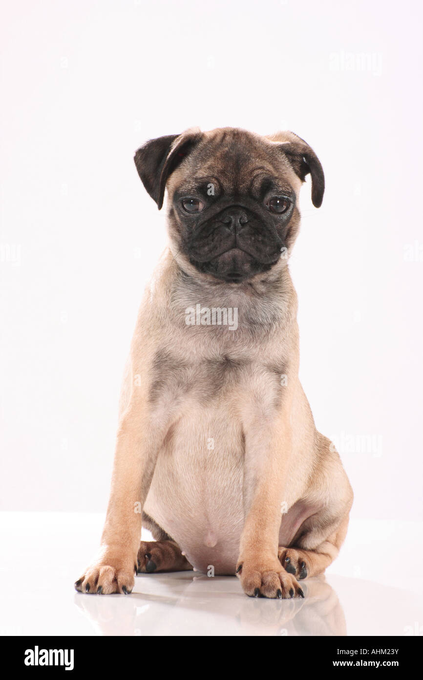 pug puppy sitting - cut out Stock Photo - Alamy