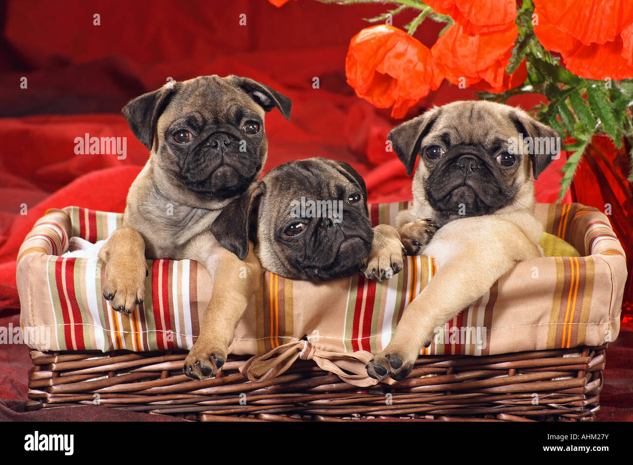 Three basket hi-res stock photography and images - Alamy
