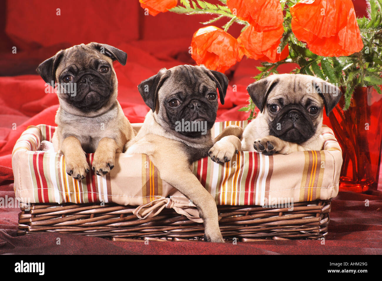 three pug puppies in basket Stock Photo - Alamy