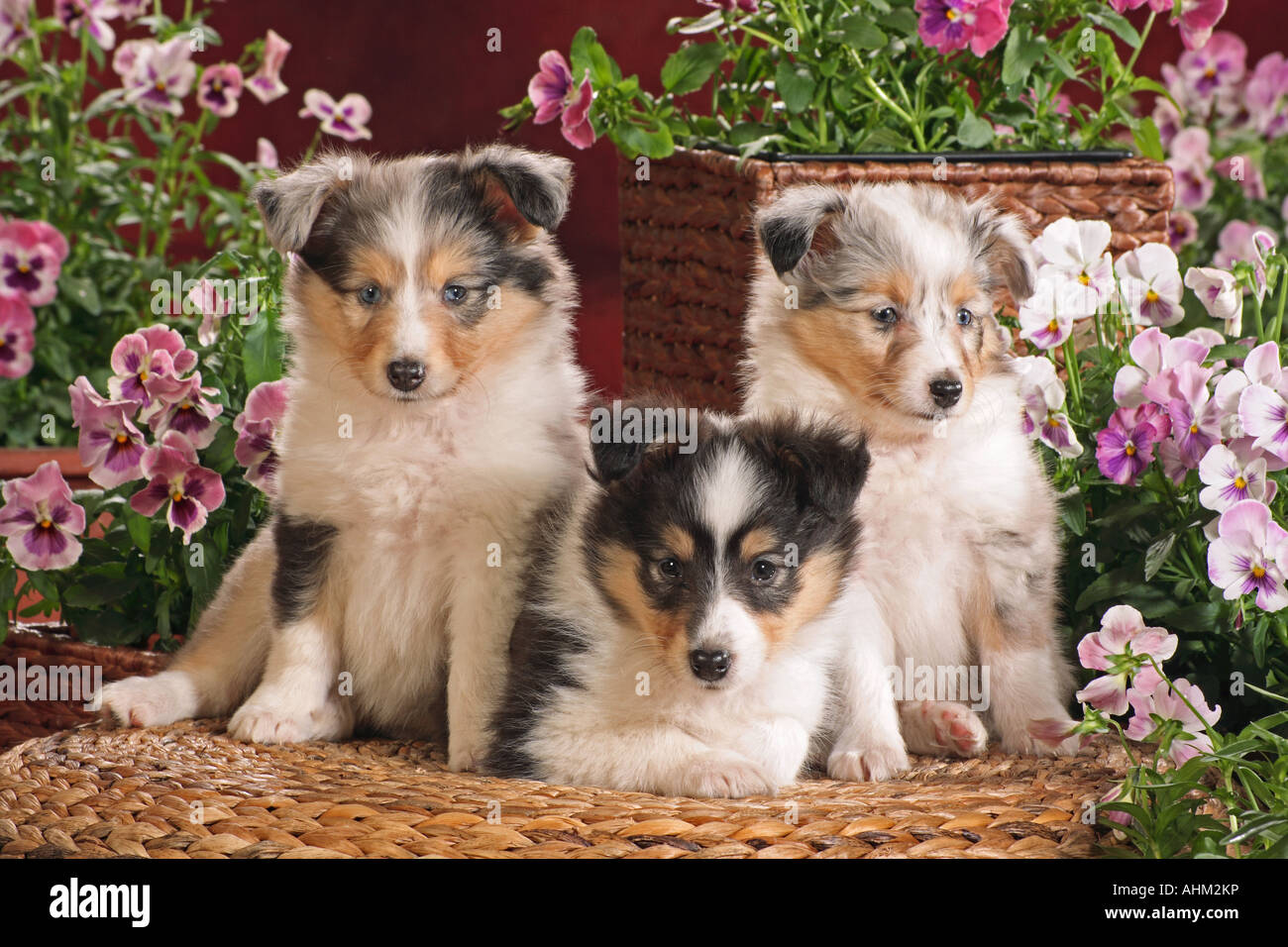 three Sheltie puppies in front of flowers Stock Photo - Alamy