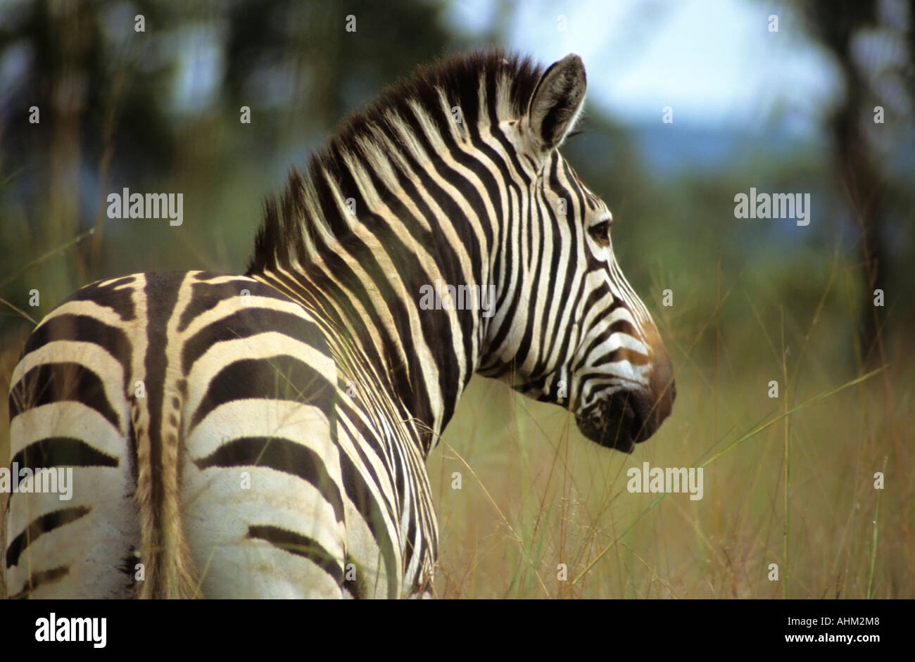 Burchells zebra Stock Photo - Alamy