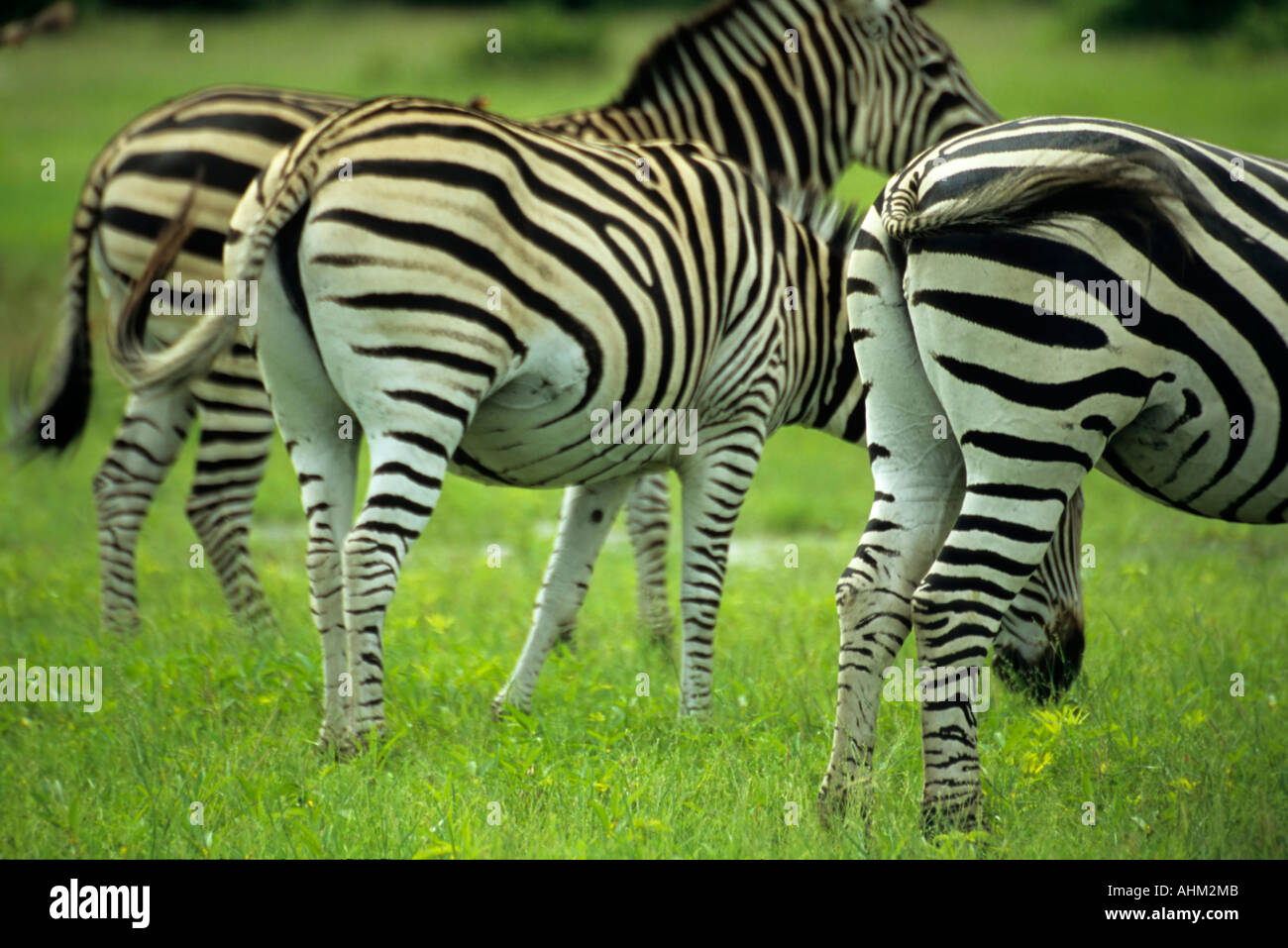 Zebra bum hi-res stock photography and images - Alamy