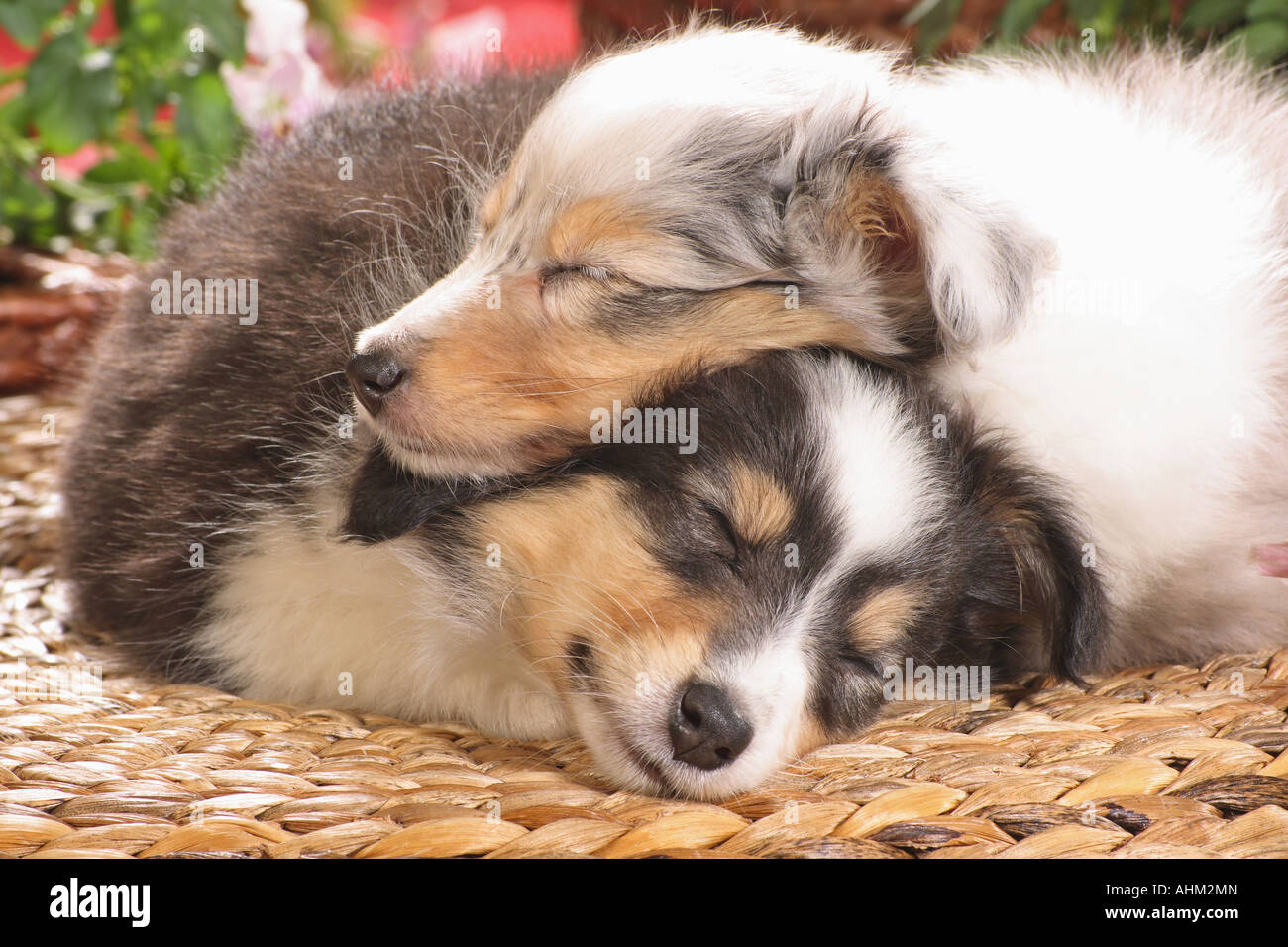 Shetland Sheepdog, Sheltie. Two puppies sleeping Stock Photo - Alamy