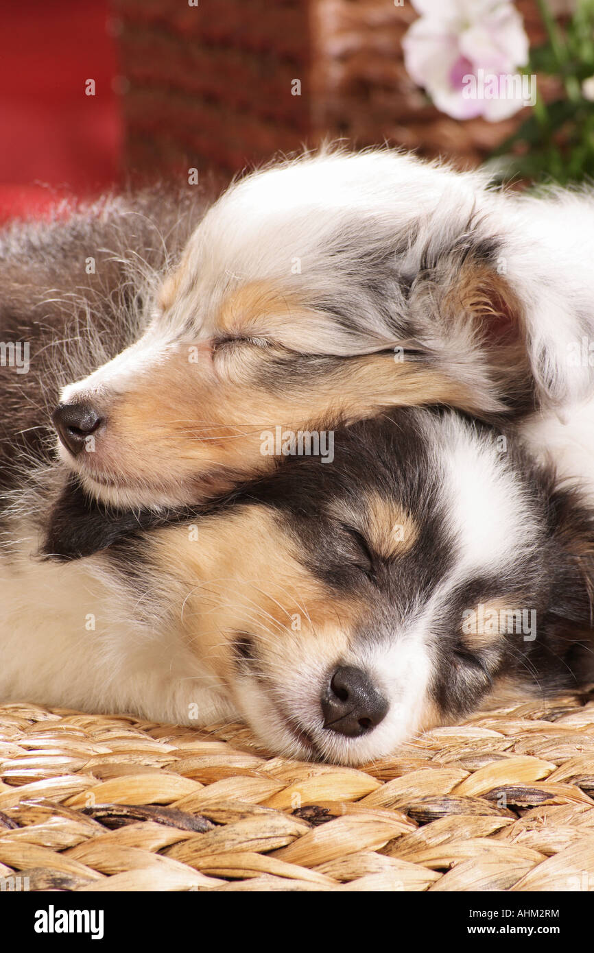 2 sleeping dogs hi-res stock photography and images - Alamy