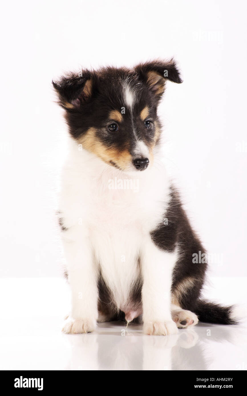 Sheltie puppy sitting Stock Photo - Alamy