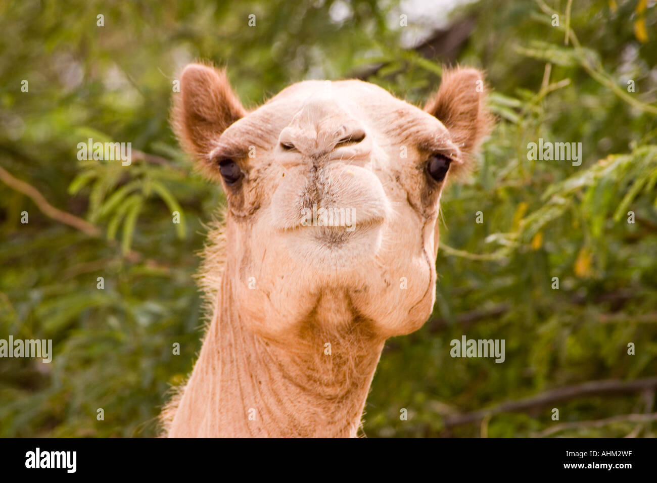 Draft camel hi-res stock photography and images - Alamy