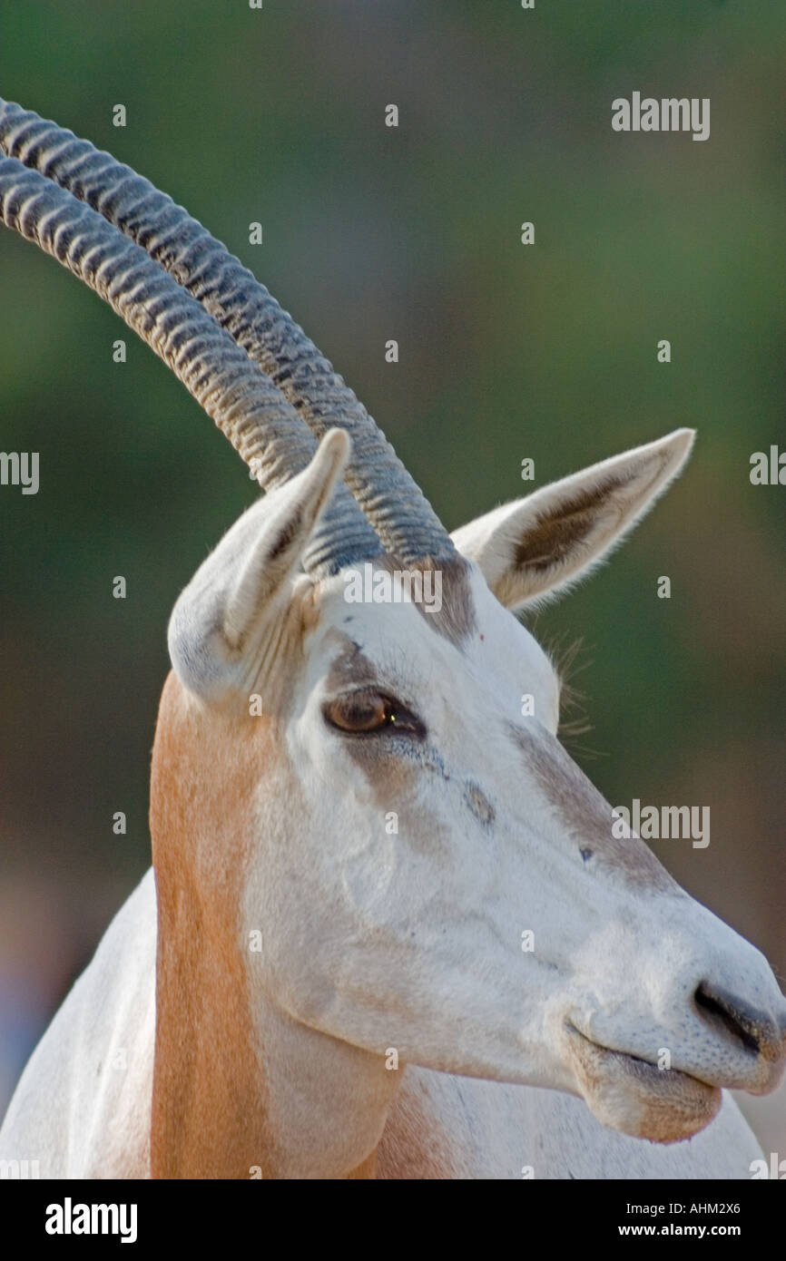 White oryxes hi-res stock photography and images - Alamy