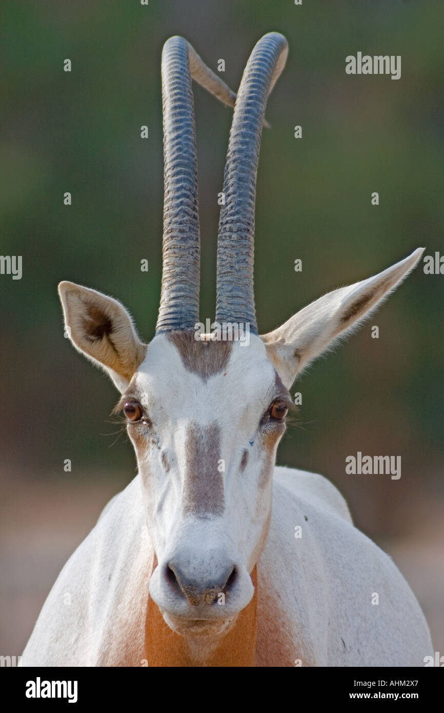 White Oryxes High Resolution Stock Photography and Images - Alamy