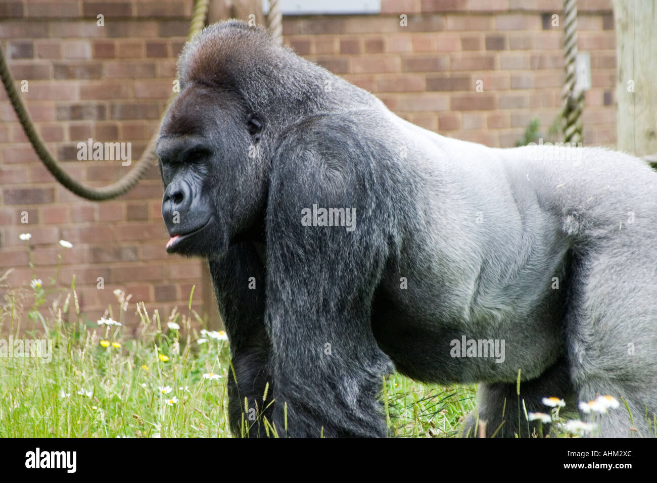 Male gorilla headshot hi-res stock photography and images - Alamy