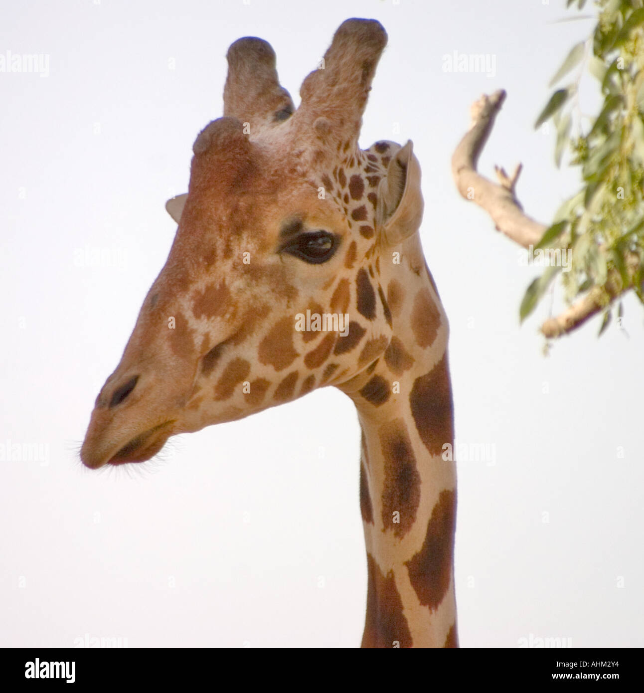 Girraffa camelopardalis hi-res stock photography and images - Alamy