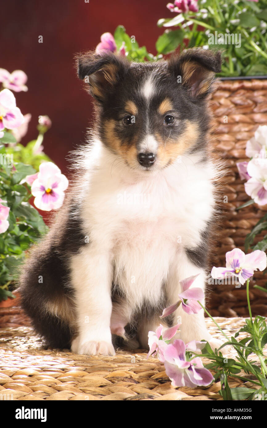 Sheltie puppy between flowers Stock Photo - Alamy