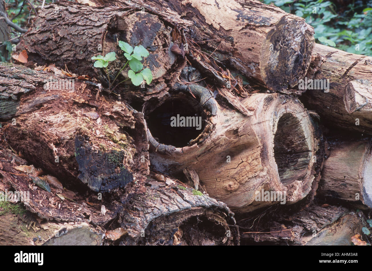 Rotting logs garden wildlife hi-res stock photography and images - Alamy