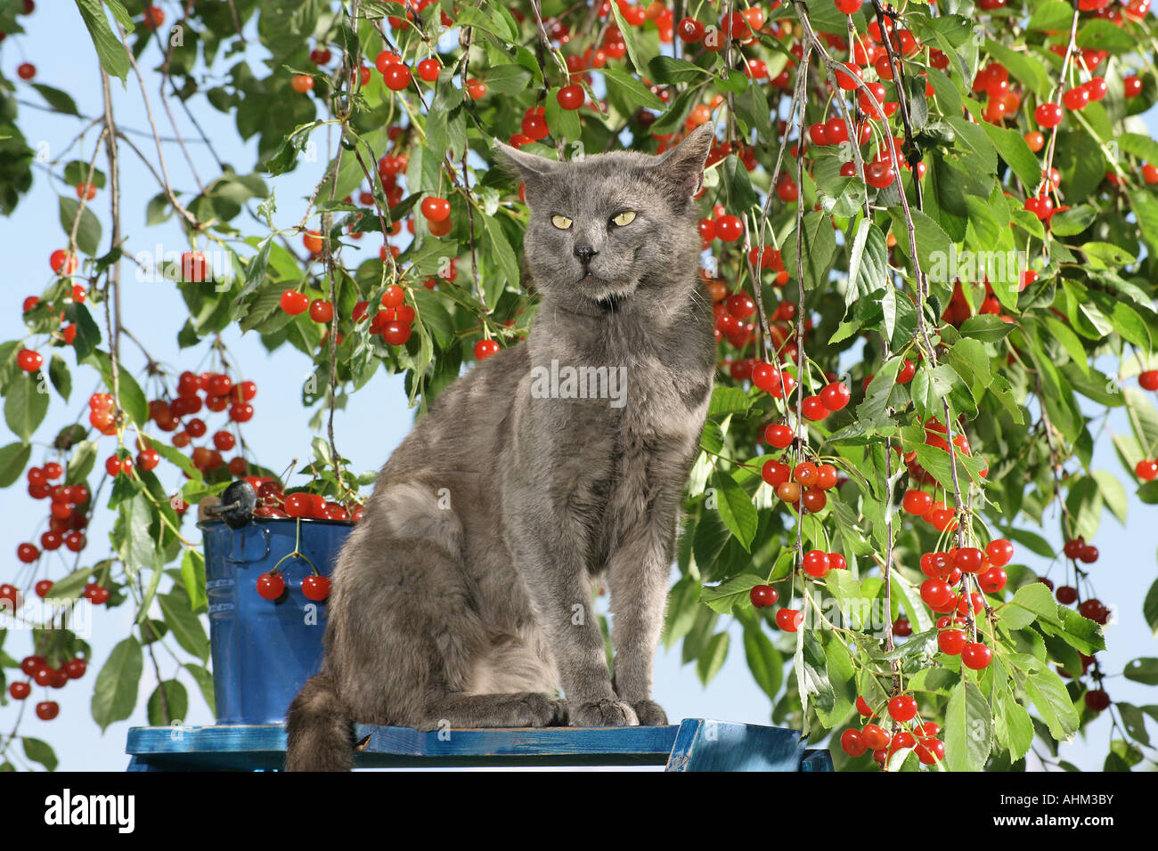 grey tomcat on ladder in front of cherry tree Stock Photo - Alamy