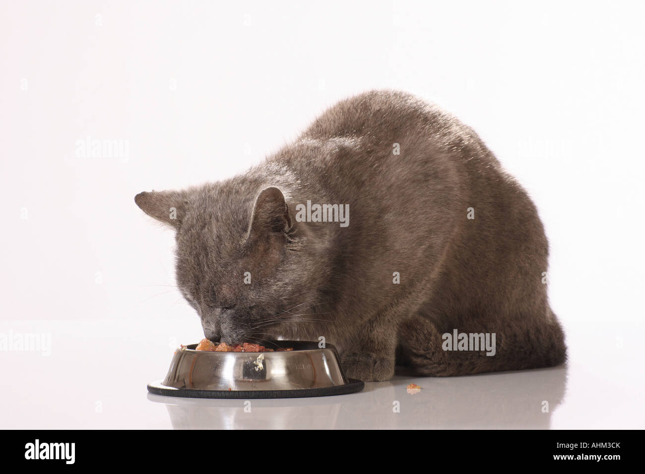 grey tomcat at feeding bowl Stock Photo - Alamy