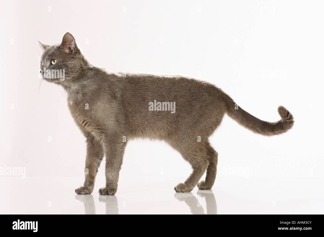 Grey tomcat hi-res stock photography and images - Alamy