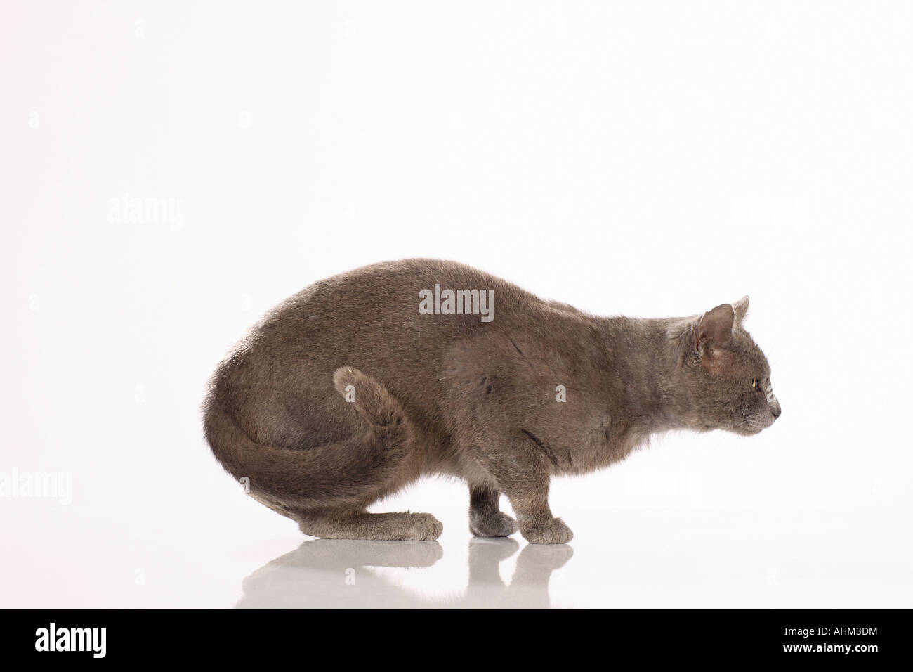 grey tomcat - cut-out Stock Photo - Alamy