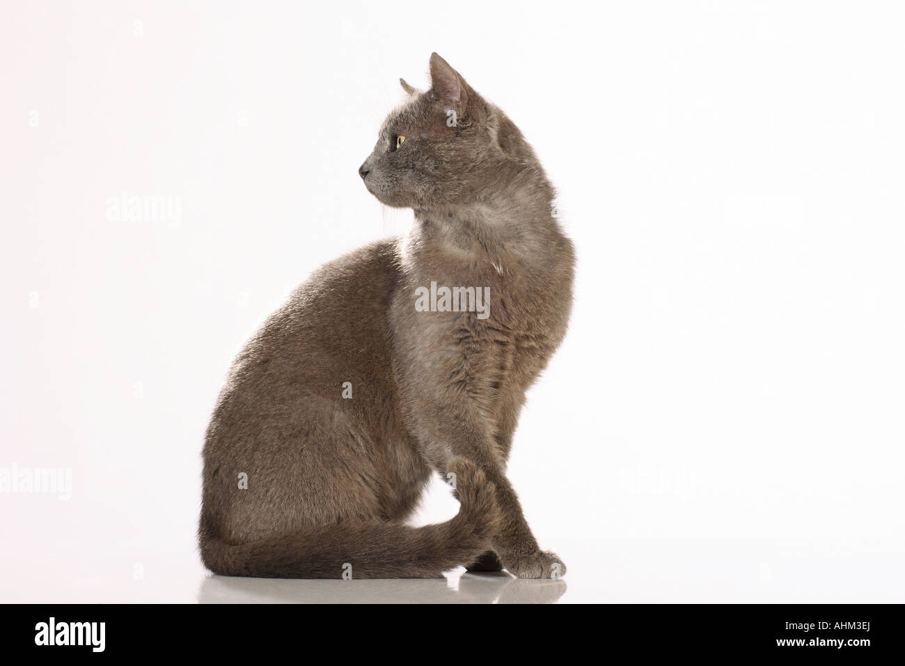 grey tomcat sitting - cut-out Stock Photo - Alamy