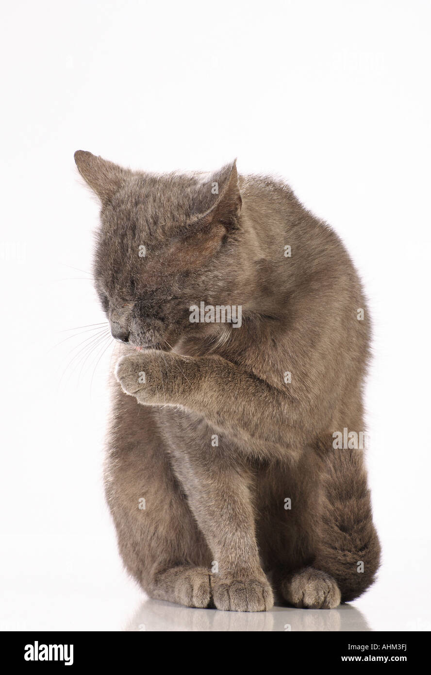 grey tomcat preening its paw Stock Photo - Alamy