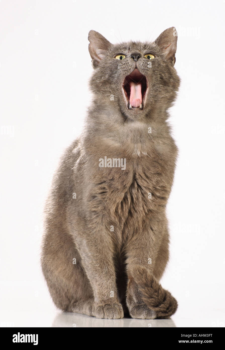 grey tomcat - cut-out Stock Photo - Alamy