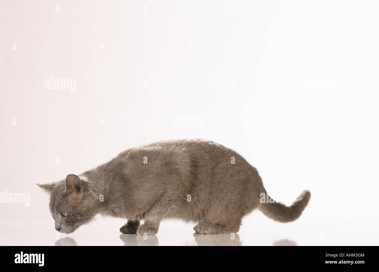 Grey tomcat hi-res stock photography and images - Alamy