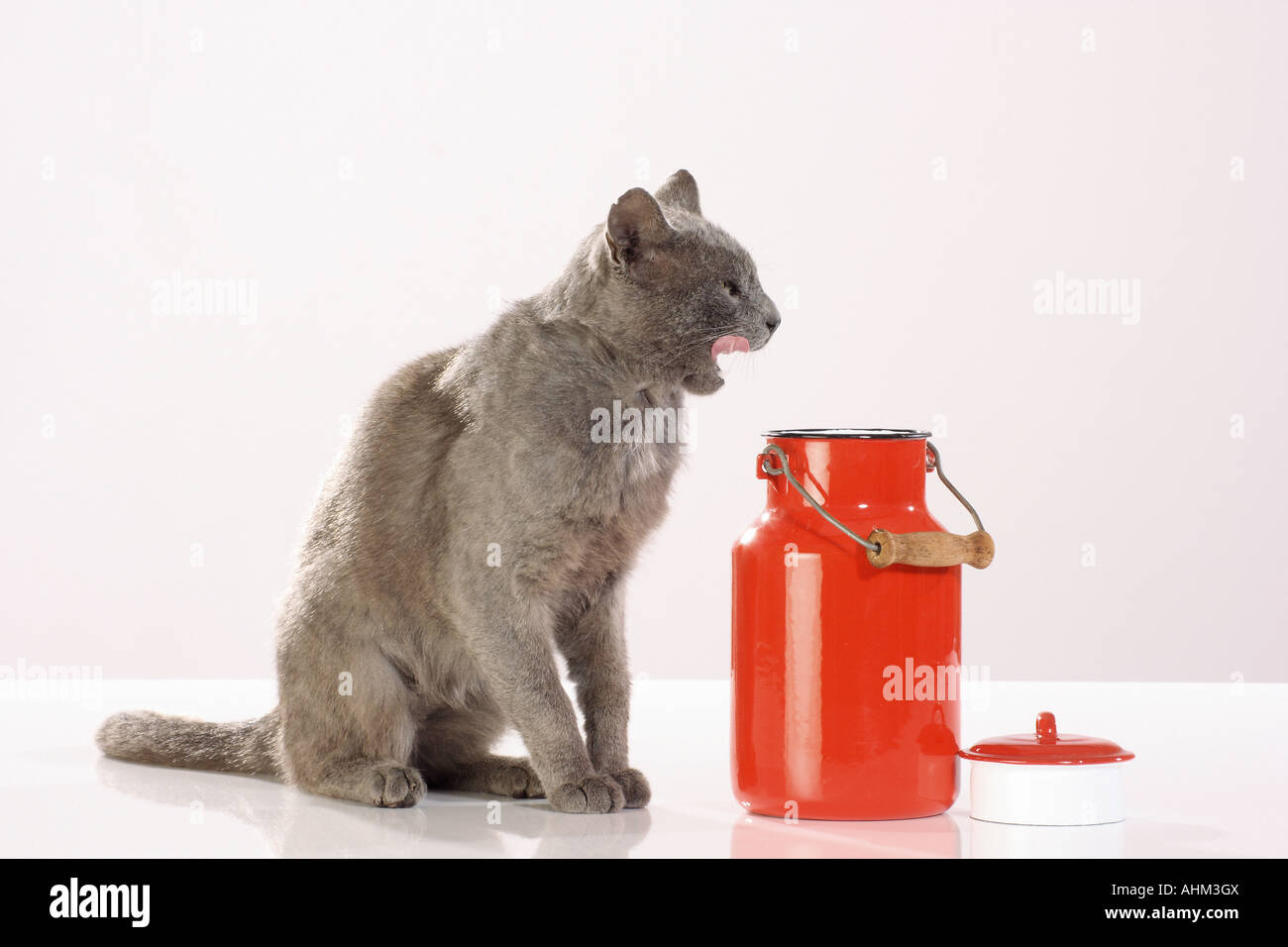 grey tomcat at milk can Stock Photo - Alamy
