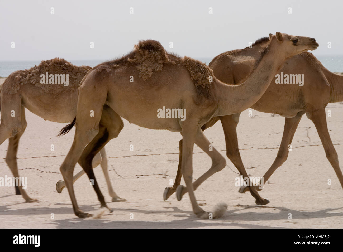 Cushion footed hi-res stock photography and images - Alamy