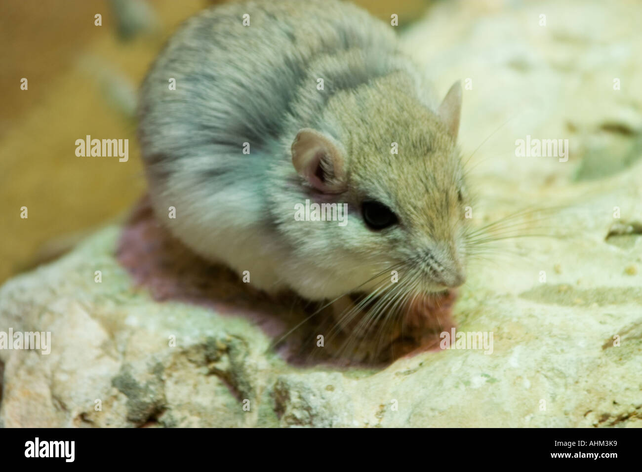 Cheesman’s Gerbil (Gerbillus cheesmani Stock Photo - Alamy