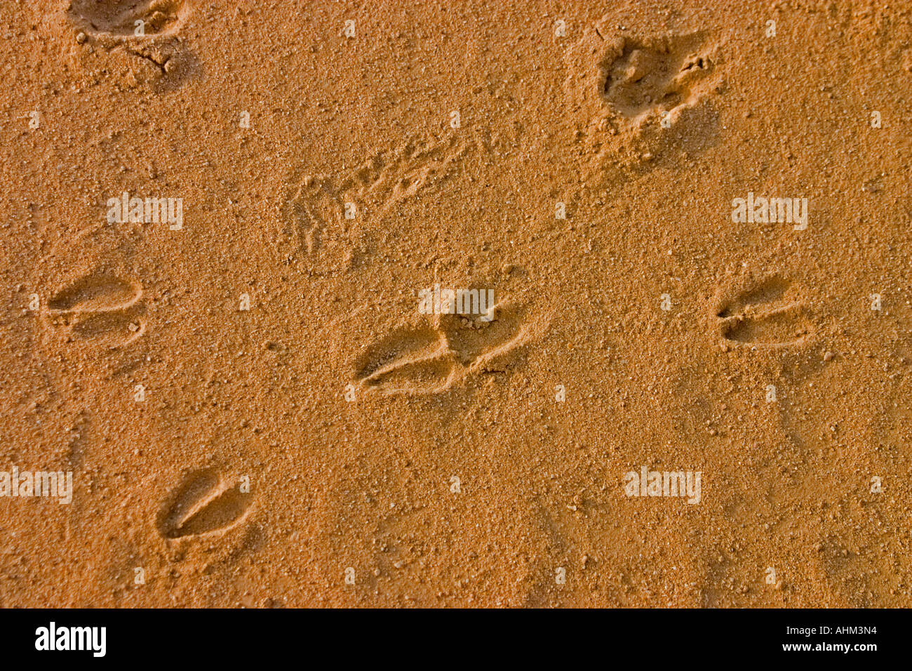 oryx tracks Stock Photo - Alamy