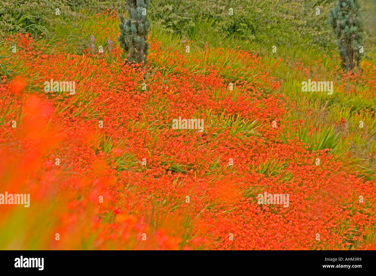 flowers at the Eden project Stock Photo - Alamy