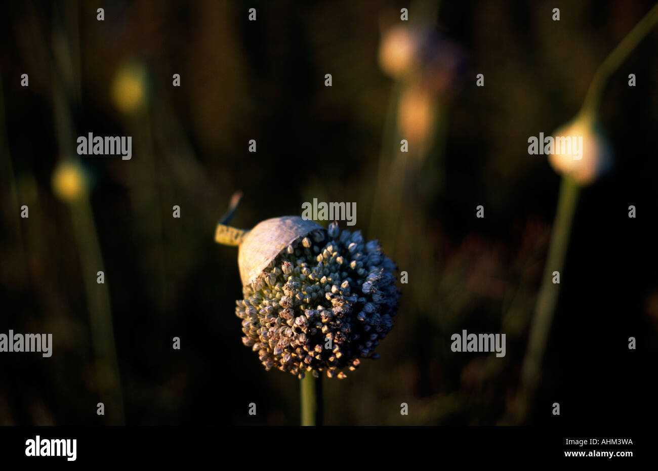 Leek seed heads Stock Photo - Alamy