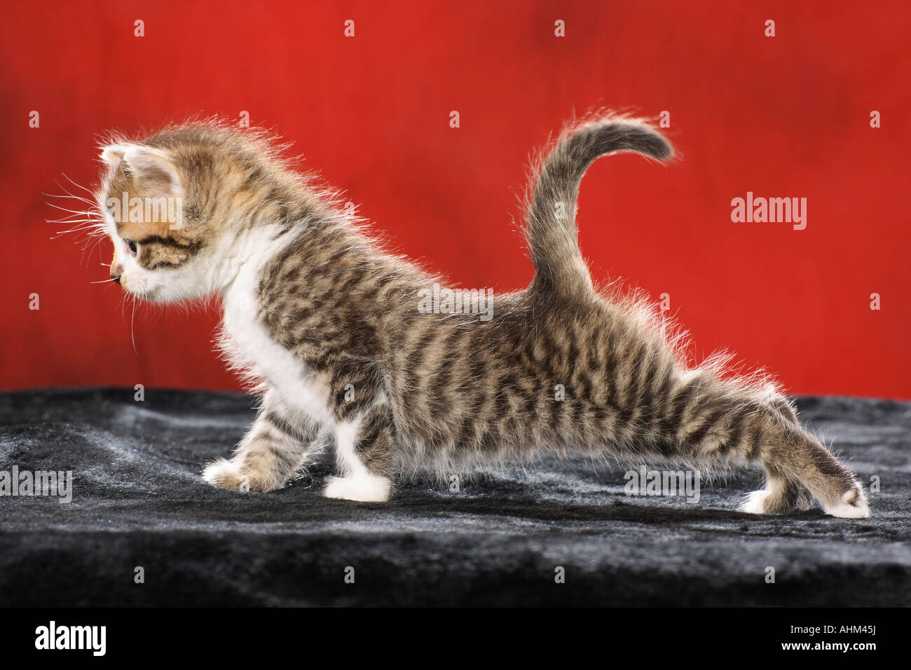 Domestic cat. Tabby kitten stretching Stock Photo - Alamy