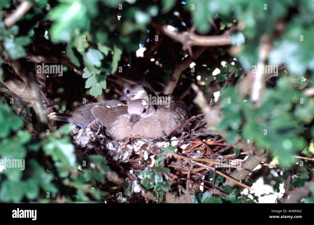 Collard dove bird hi-res stock photography and images - Alamy