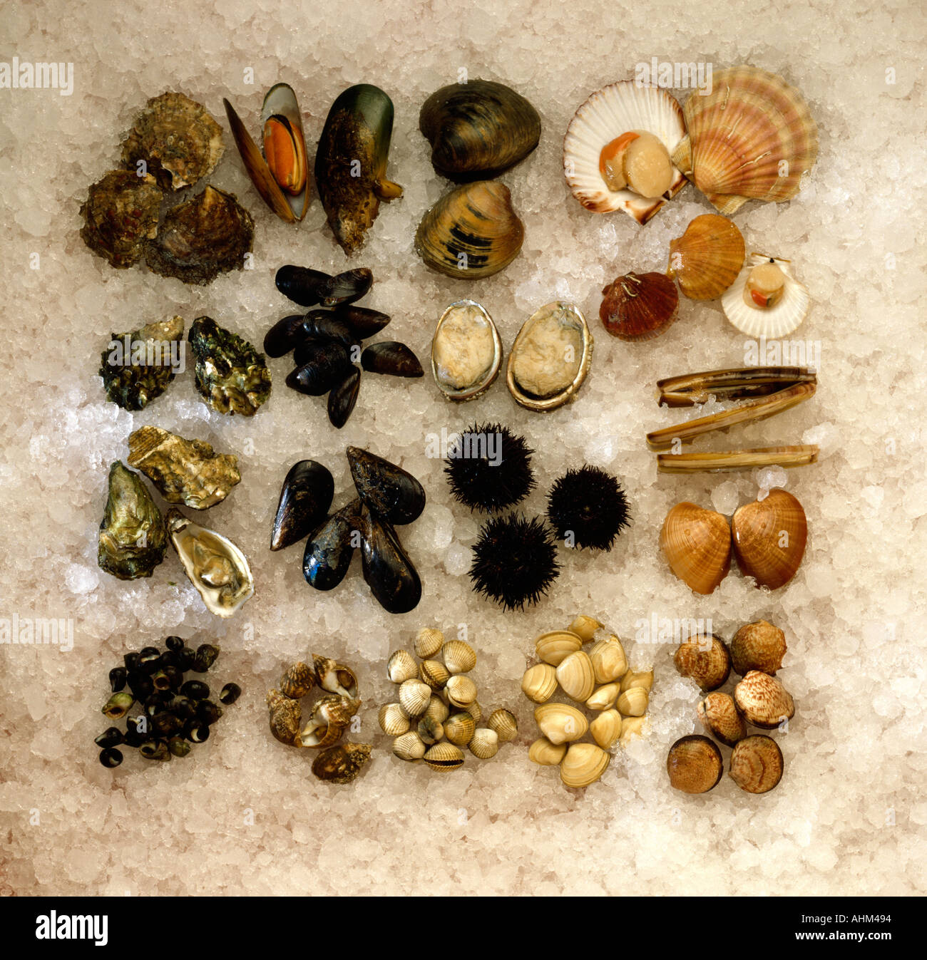 Ice whelks hi-res stock photography and images - Alamy