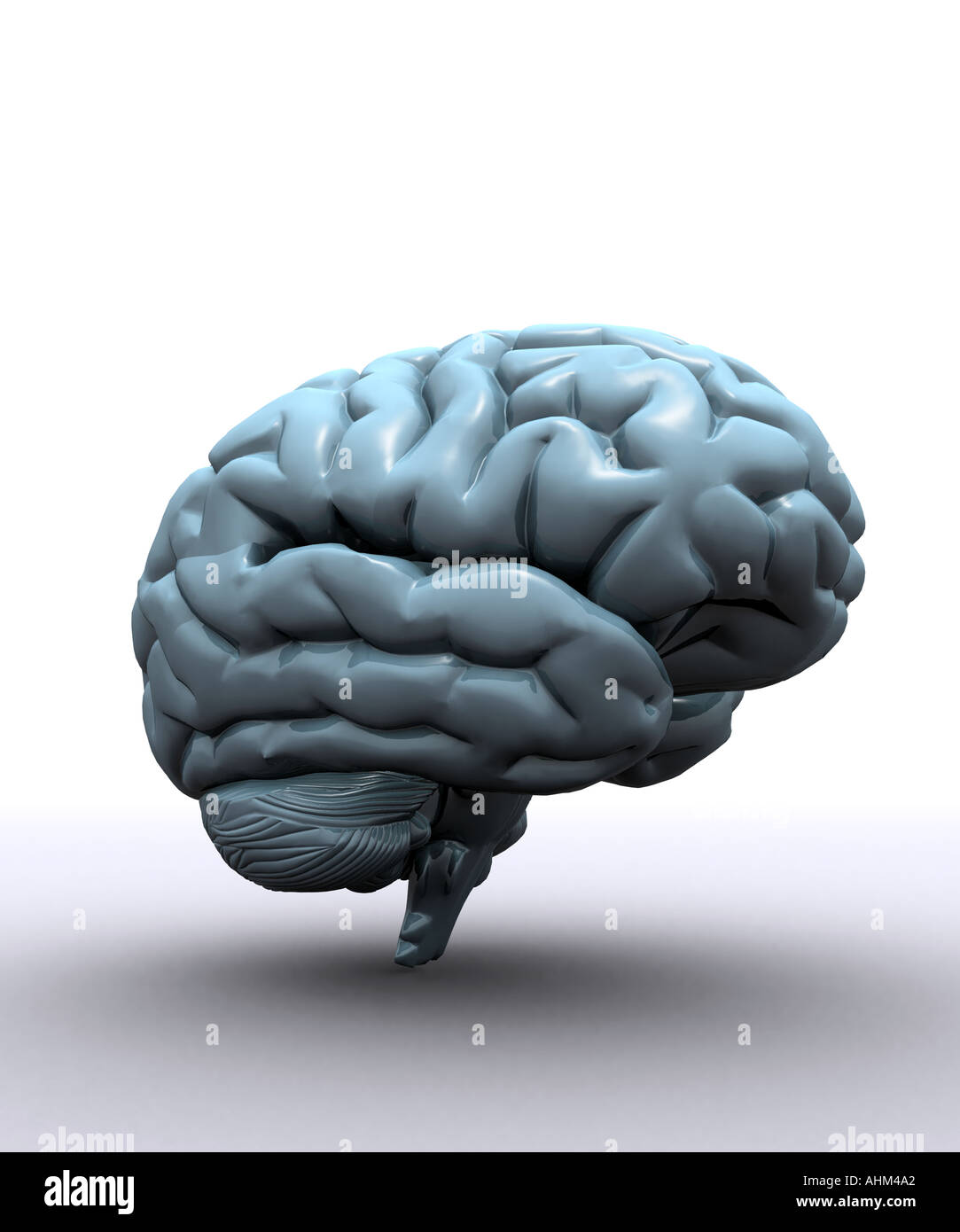 brain side view Stock Photo - Alamy
