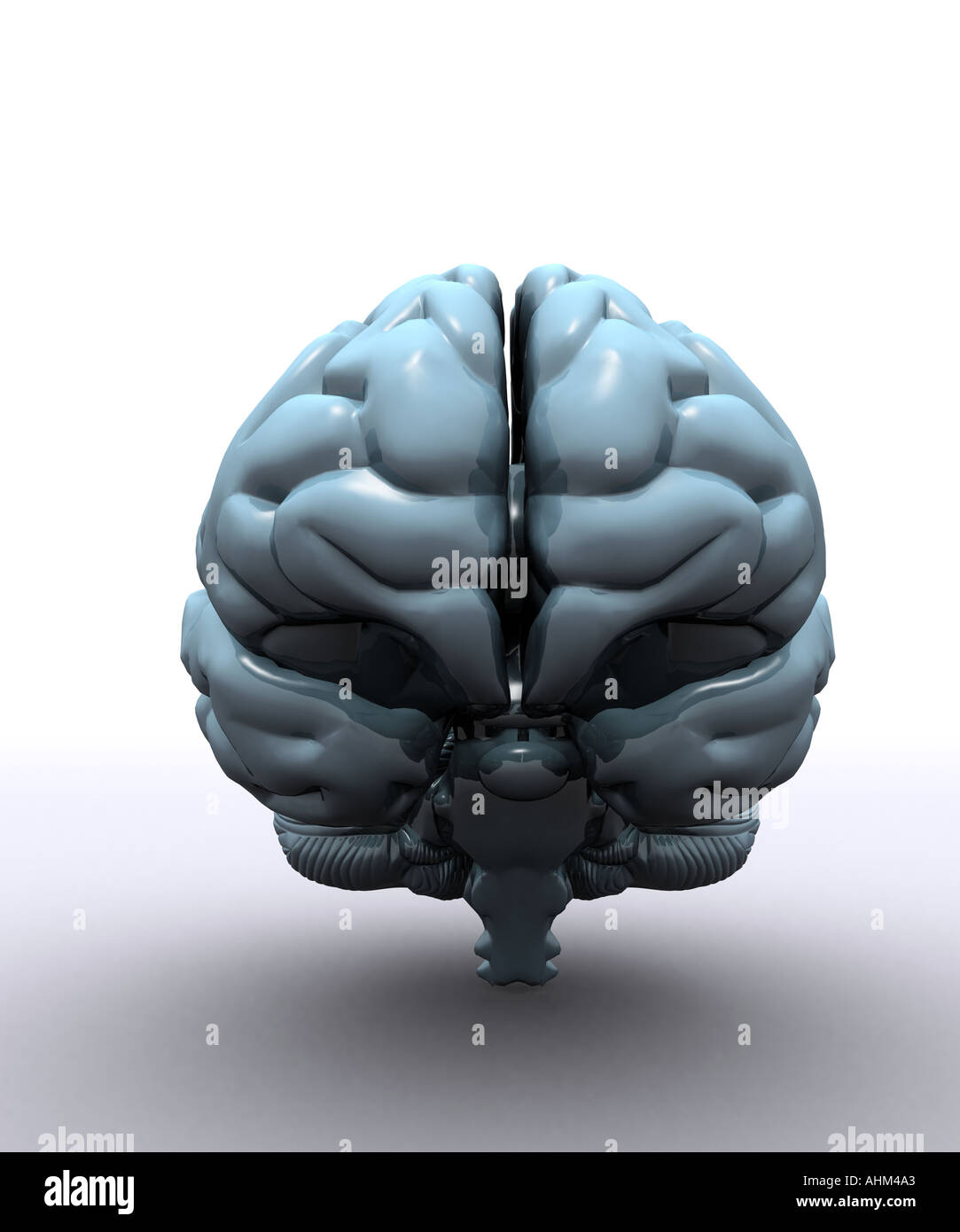brain front view Stock Photo - Alamy