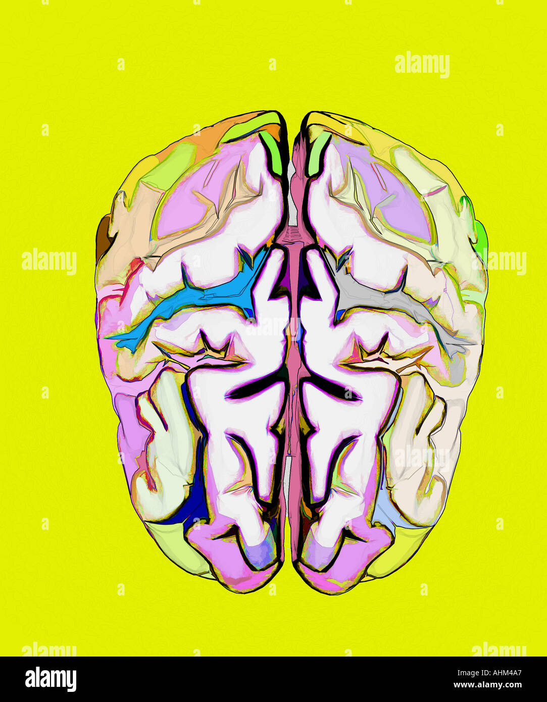 brain top view Stock Photo - Alamy