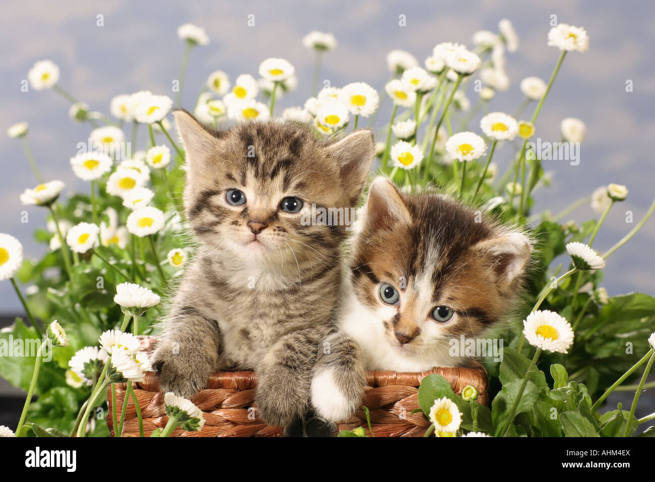 two kittens in basket between flowers Stock Photo - Alamy