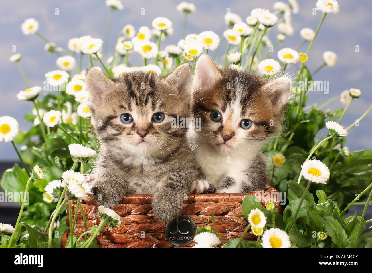Multiple Kittens In Flowers