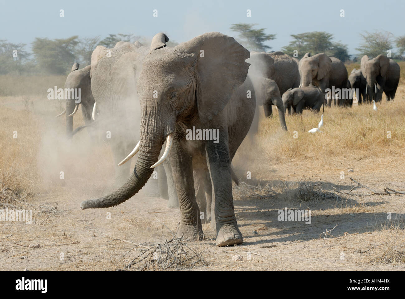 Elephant family group of females and calves in Amboseli National Park ...