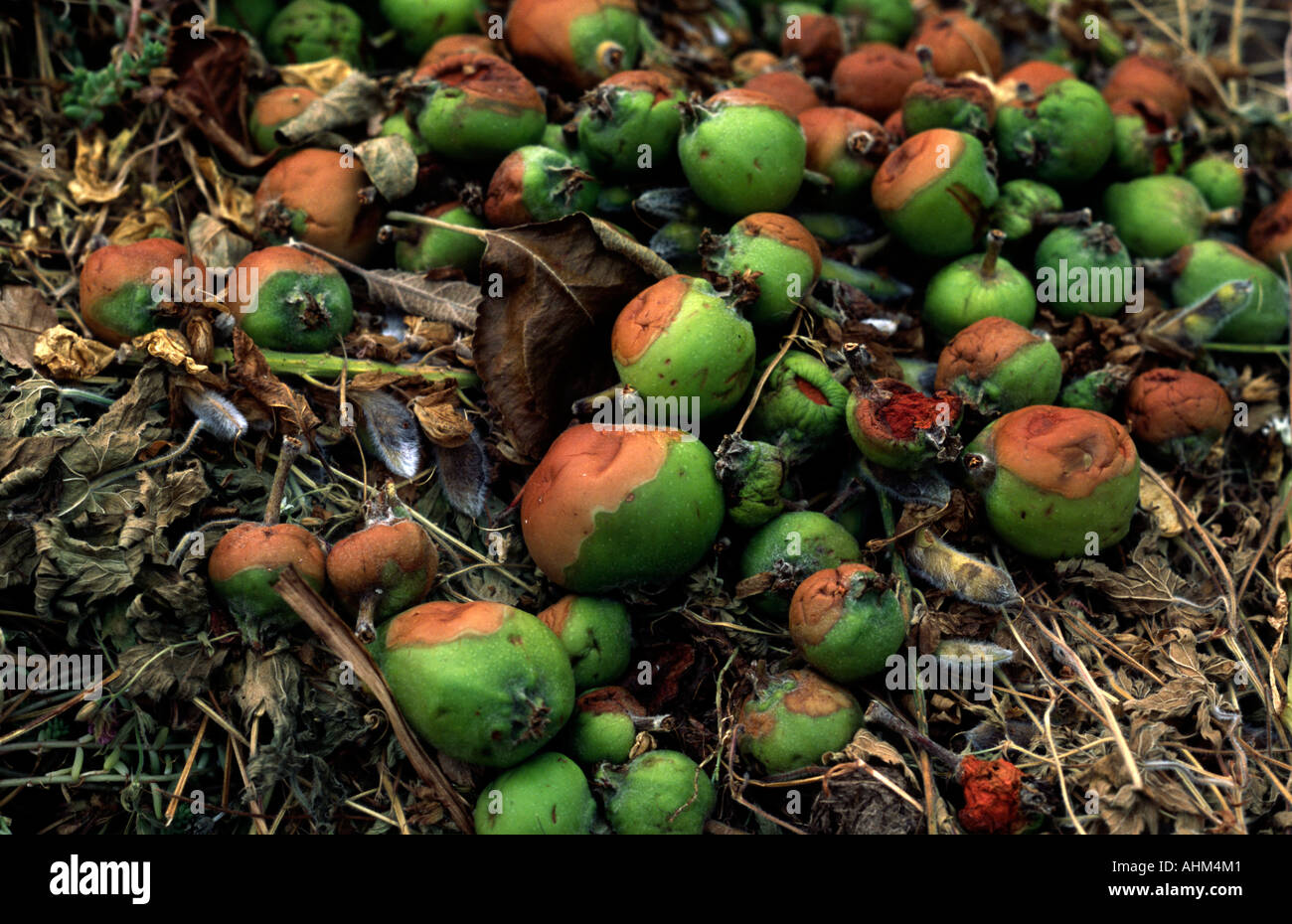 Rotten apple hi-res stock photography and images - Alamy