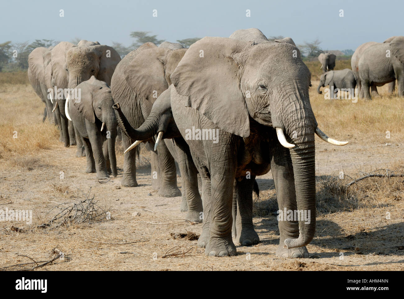 Elephant family group of females and calves in line in Amboseli ...