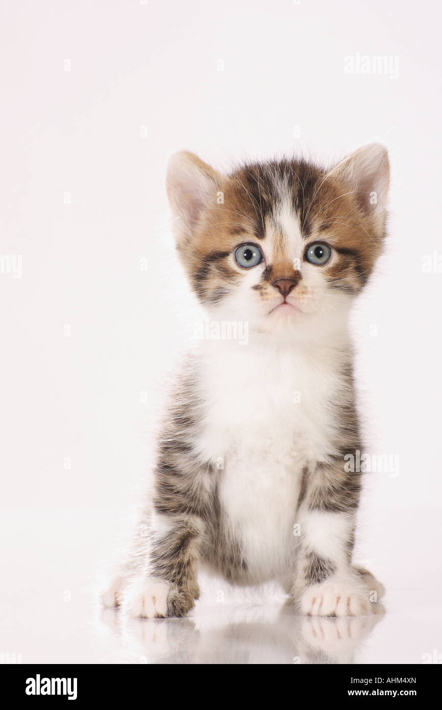 kitten - standing - cut out Stock Photo - Alamy