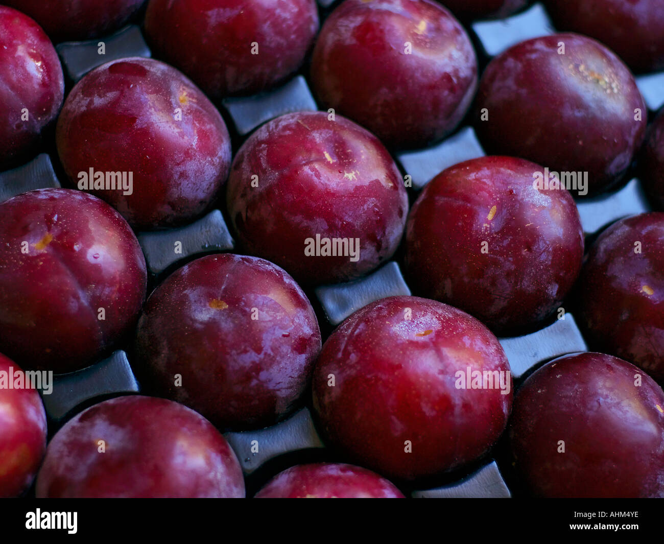 Ripe, tree-fresh plums or pluots in rows in packaging material prepared ...