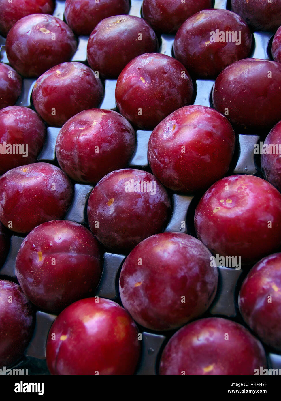 Ripe, tree-fresh plums or pluots in rows in packaging material prepared ...