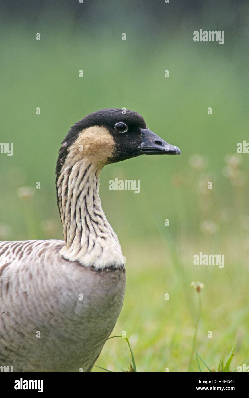 Nene goose wing hi-res stock photography and images - Alamy