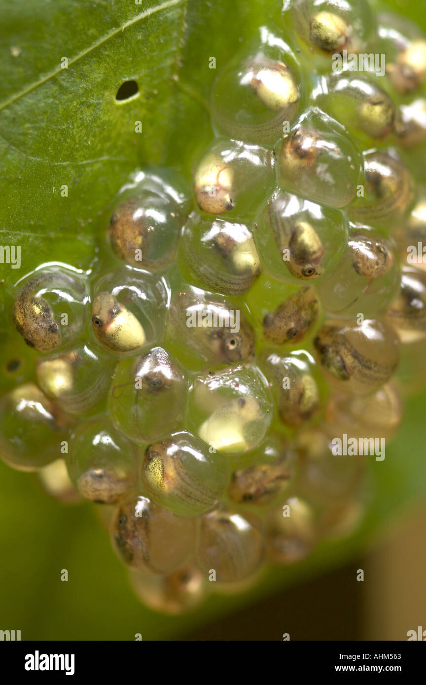 Tadpoles on leaf hi-res stock photography and images - Alamy